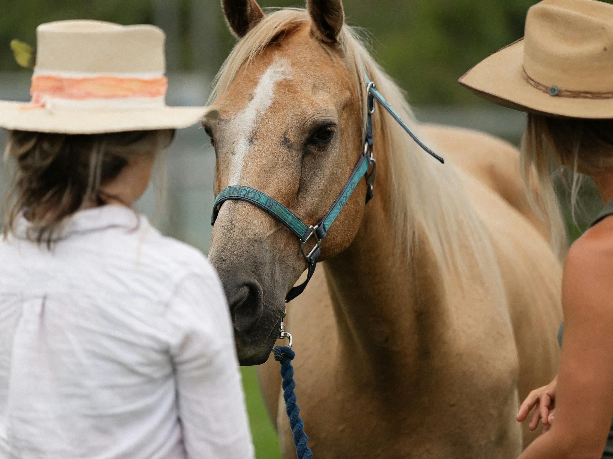 Sugar Beach Ranch | South Ballina