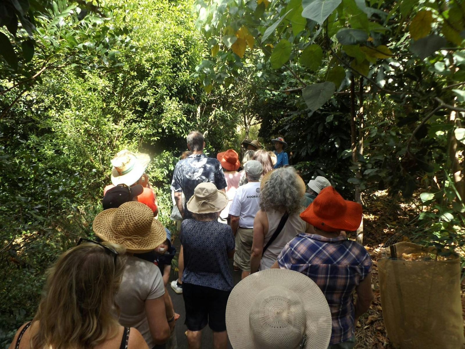 Guided Walk - Lismore Rainforest Botanic Gardens | Monaltrie