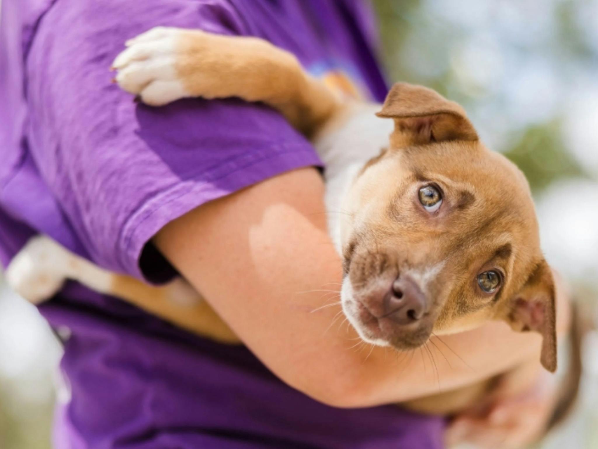 Northern Rivers Animal Services Op Shop | Ballina